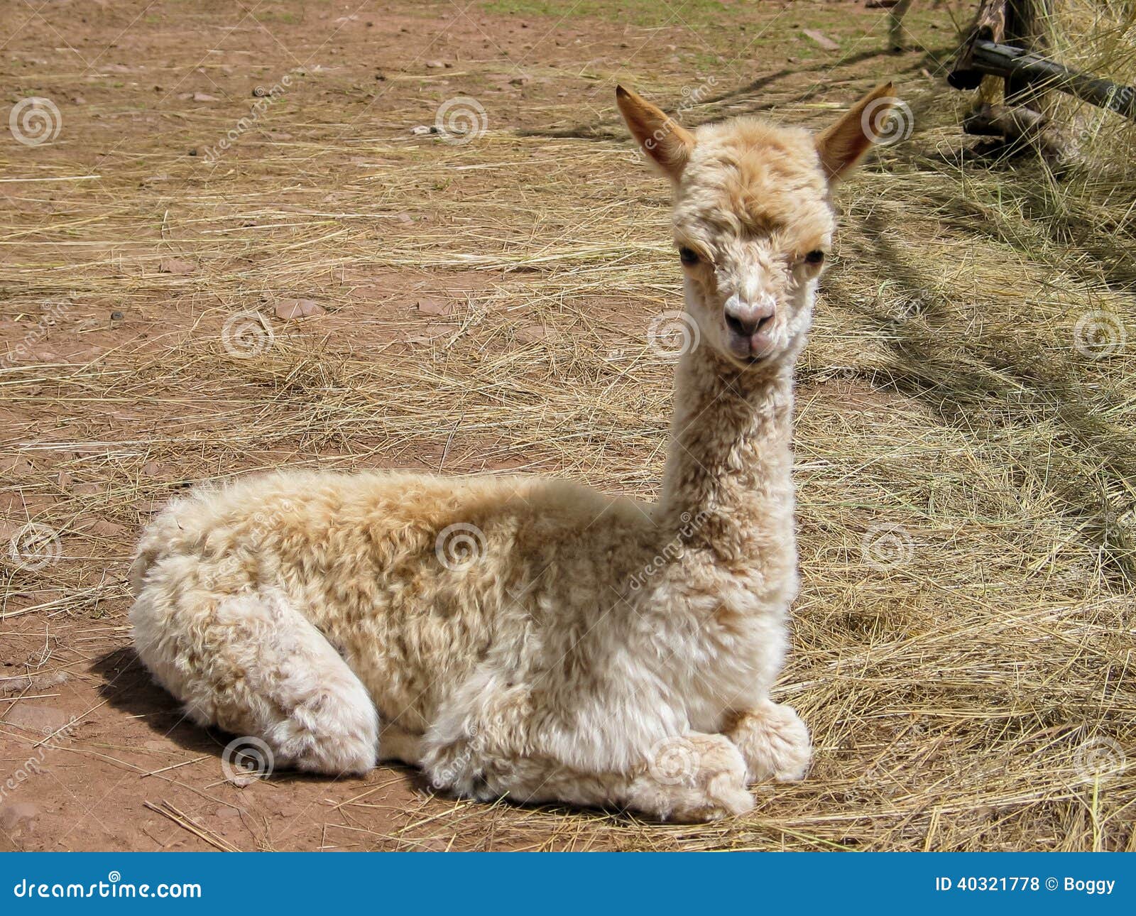 Suri alpaca stock photo. Image of livestock, looking - 40321778