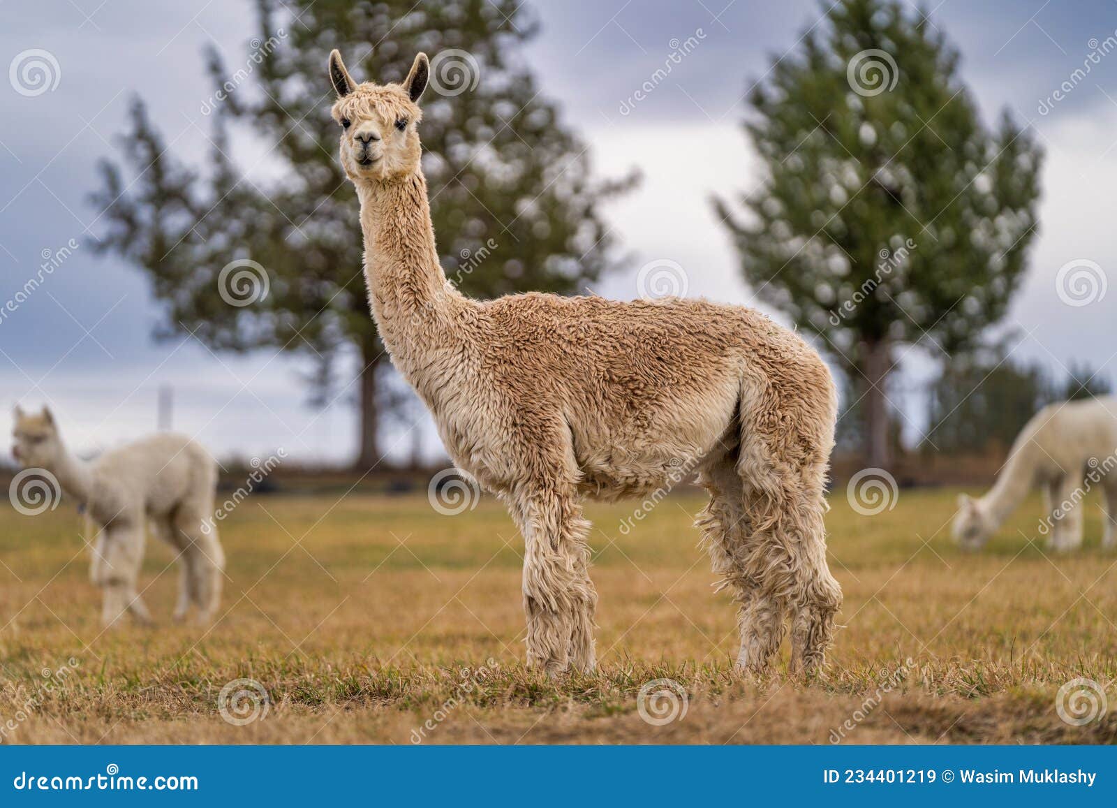Suri Alpaca In Peru Highlands Andes Mountains Stock Photography ...