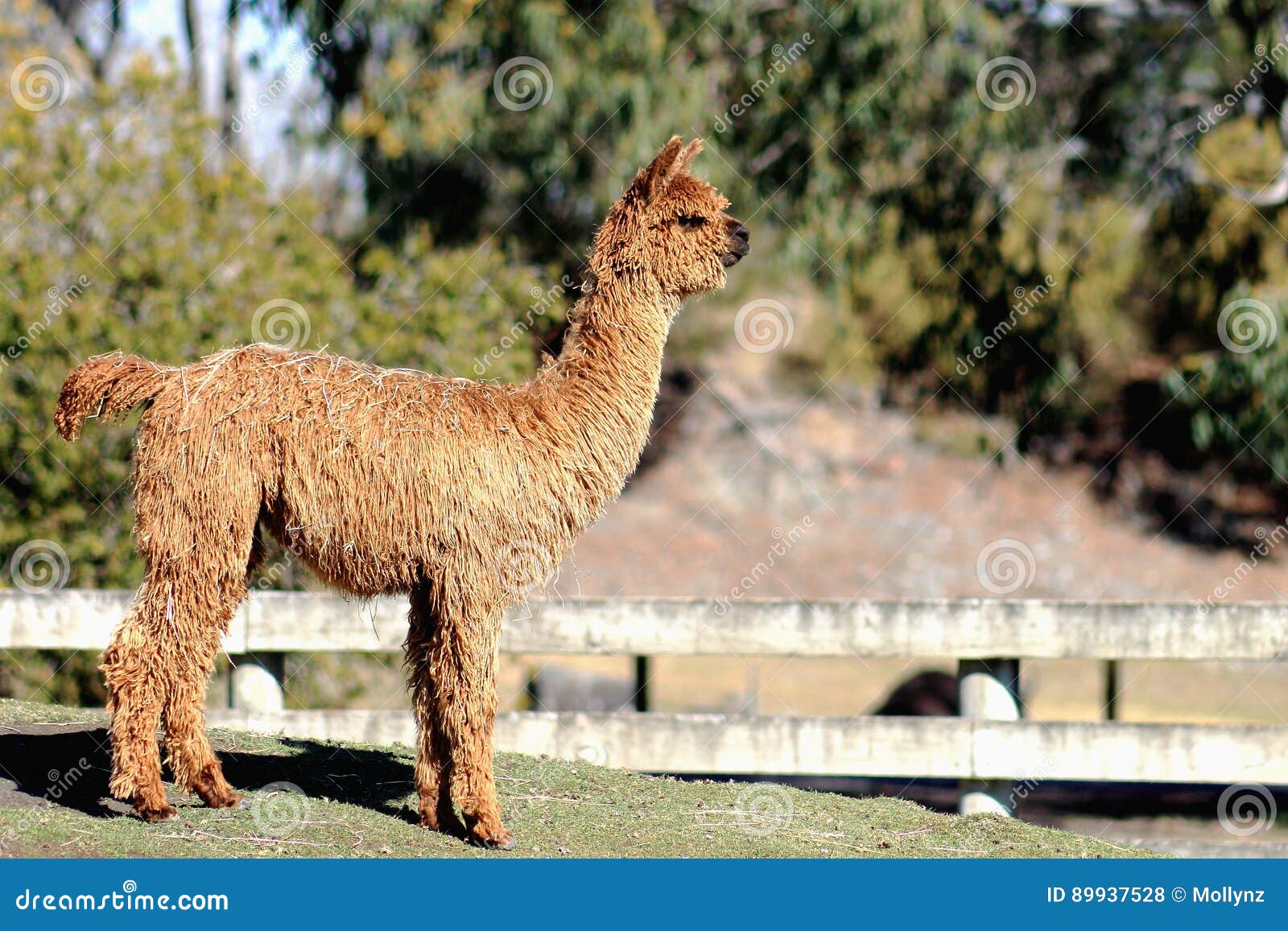 Suri-Alpaka stockfoto. Bild von alpaka, draussen, nave - 89937528