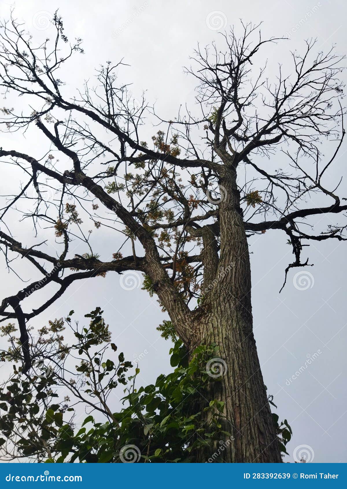 Surian Tree Experiencing Leaf Fall Stock Image - Image of leaf, tree ...