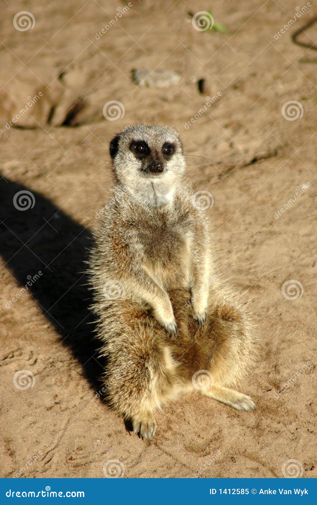 Suricat Royalty Free Stock Photo - Image: 1412585