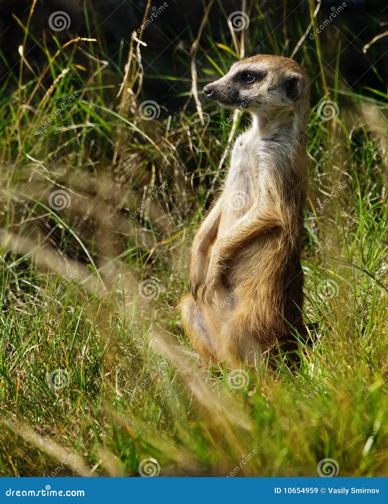 Suricata stock image. Image of snout, wilderness, wildlife - 10654959