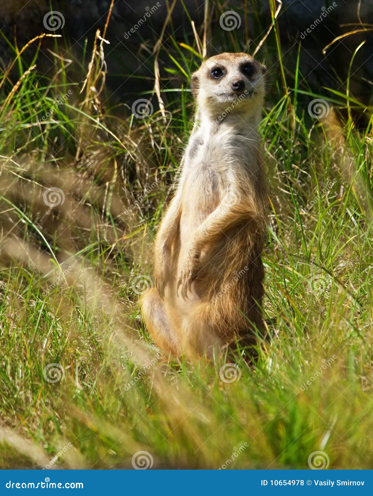 Suricata foto de stock. Imagem de animal, comprimento - 10654978