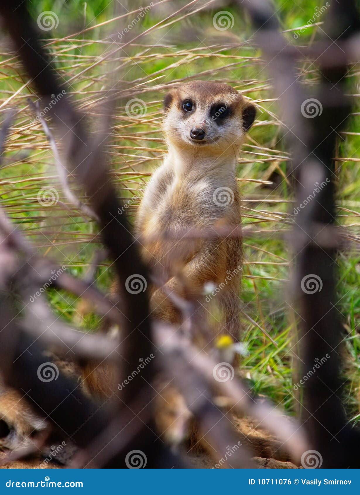 Suricata stock photo. Image of mammal, suricata, wild - 10711076
