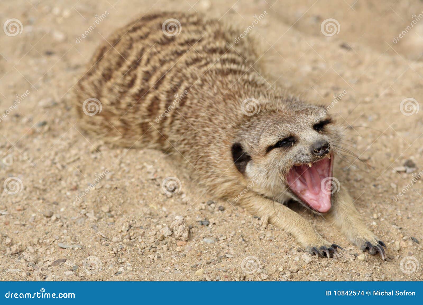 Suricata foto de archivo. Imagen de desierto, madre, africano - 10842574