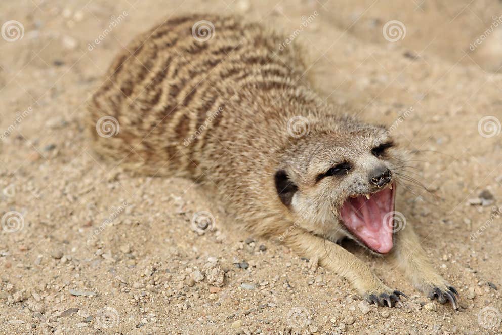 Suricata stock photo. Image of conservation, kalahari - 10842574