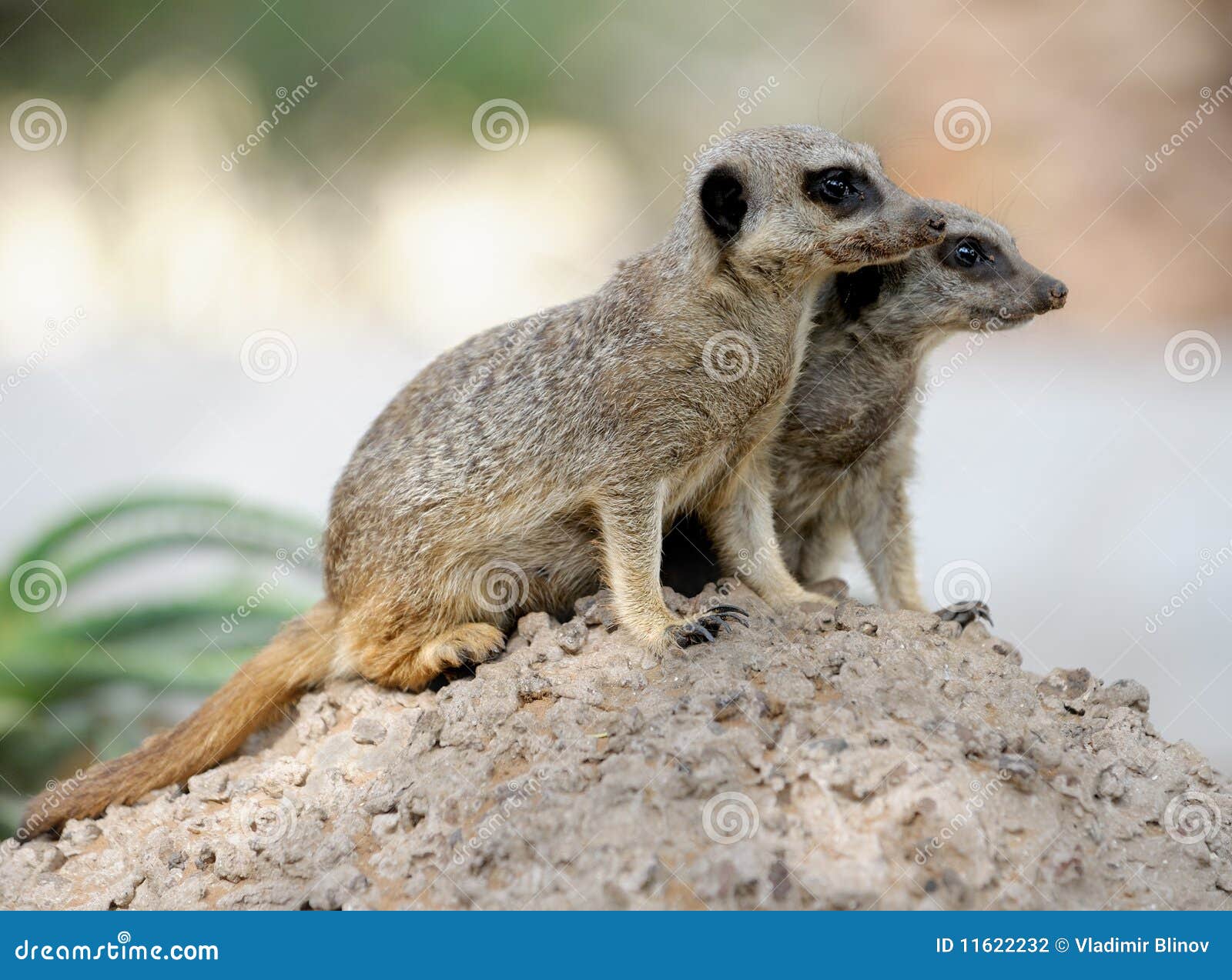 Suricata stock photo. Image of park, head, species, tropical - 11622232