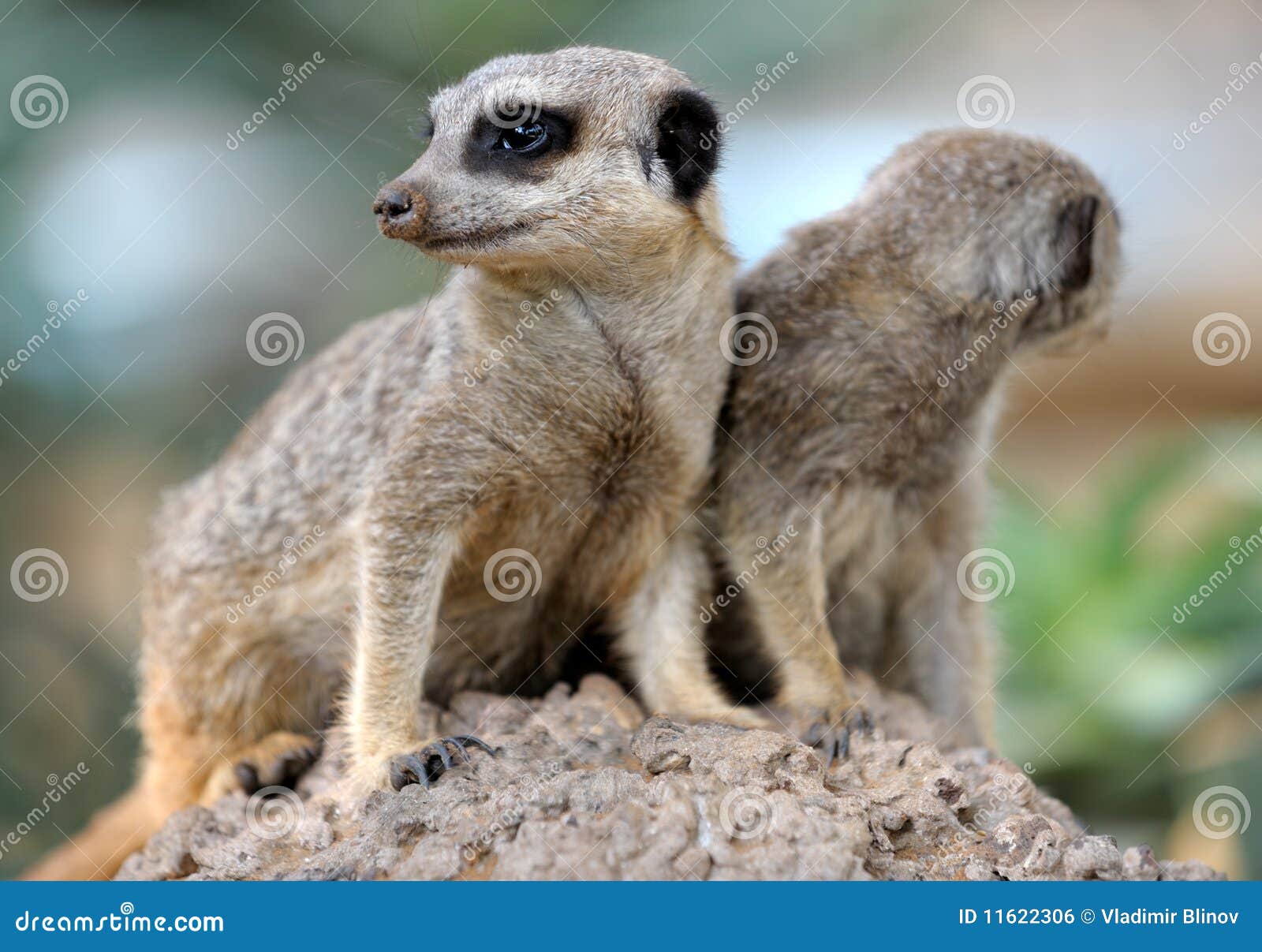 Suricata stock photo. Image of suricata, carnivorous - 11622306