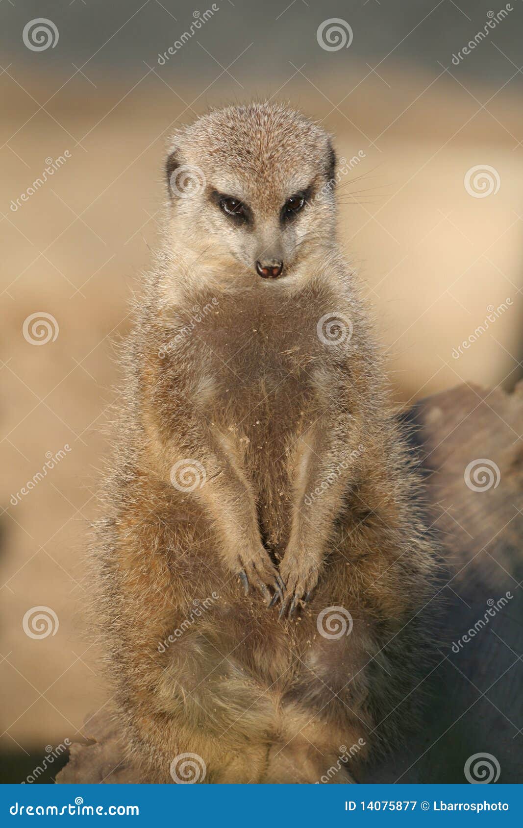 Suricata imagem de stock. Imagem de wildlife, lisboa - 14075877