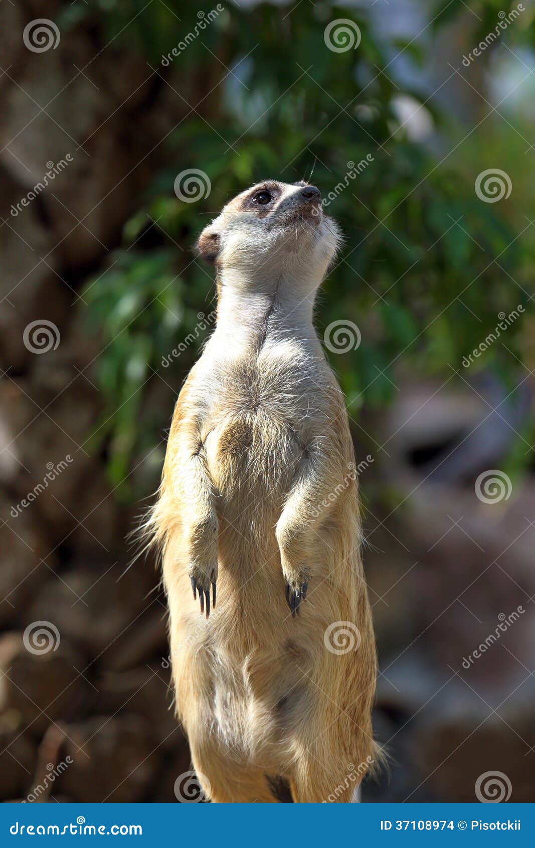 Suricata stock photo. Image of animal, cute, suricatta - 37108974