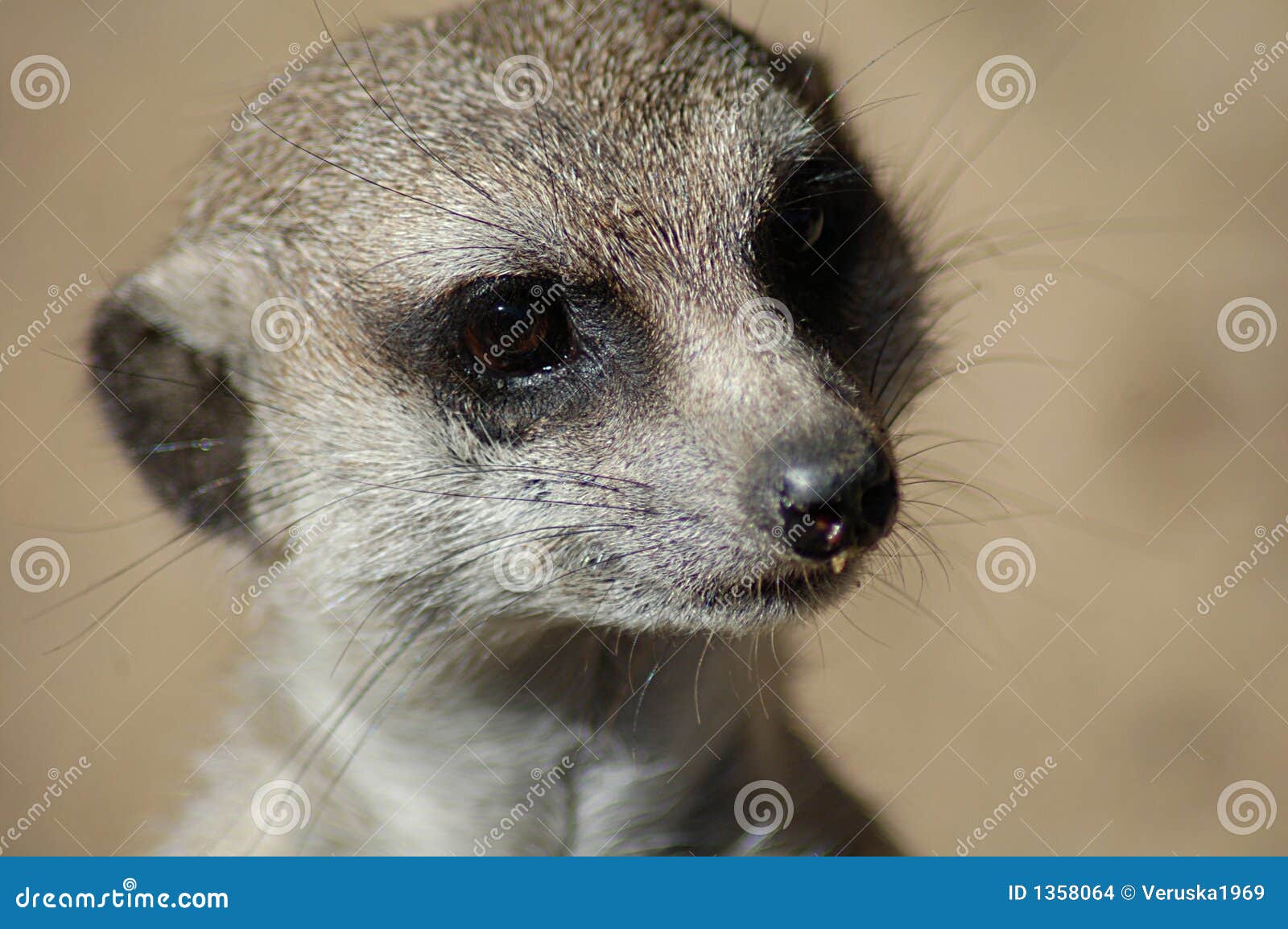 Suricata meerkat stock photo. Image of mongoose, cute - 1358064