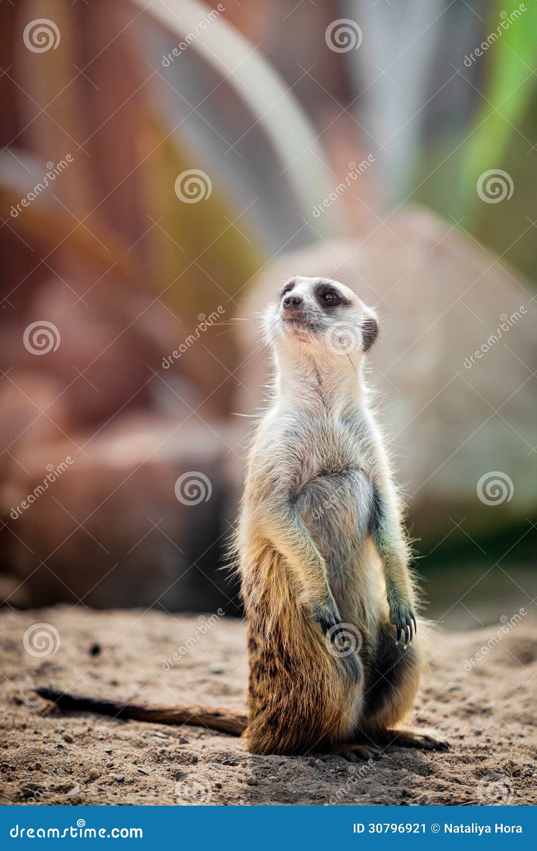 Suricata in a Natural Habitat Stock Image - Image of look, guard: 30796921