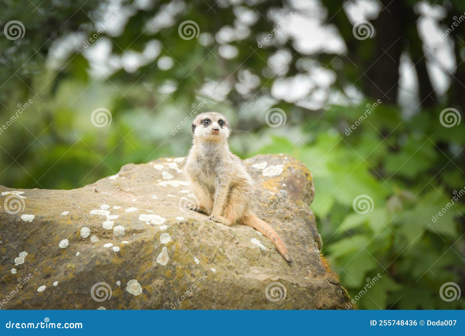Suricata is Sitting on the Stone. Stock Photo - Image of hyena, habitat ...