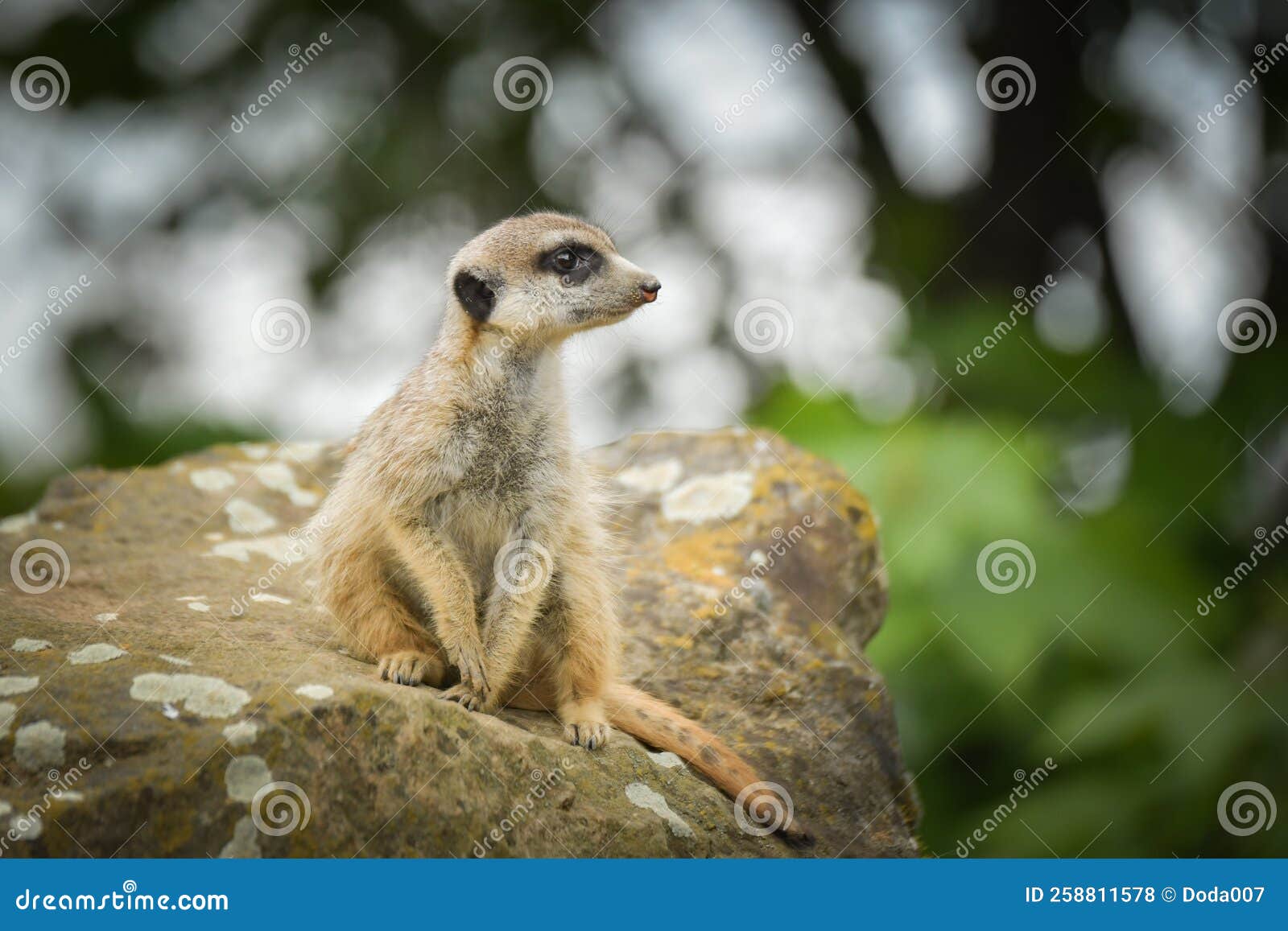 Suricata is Sitting on the Stone. Stock Photo - Image of crazy, animal ...