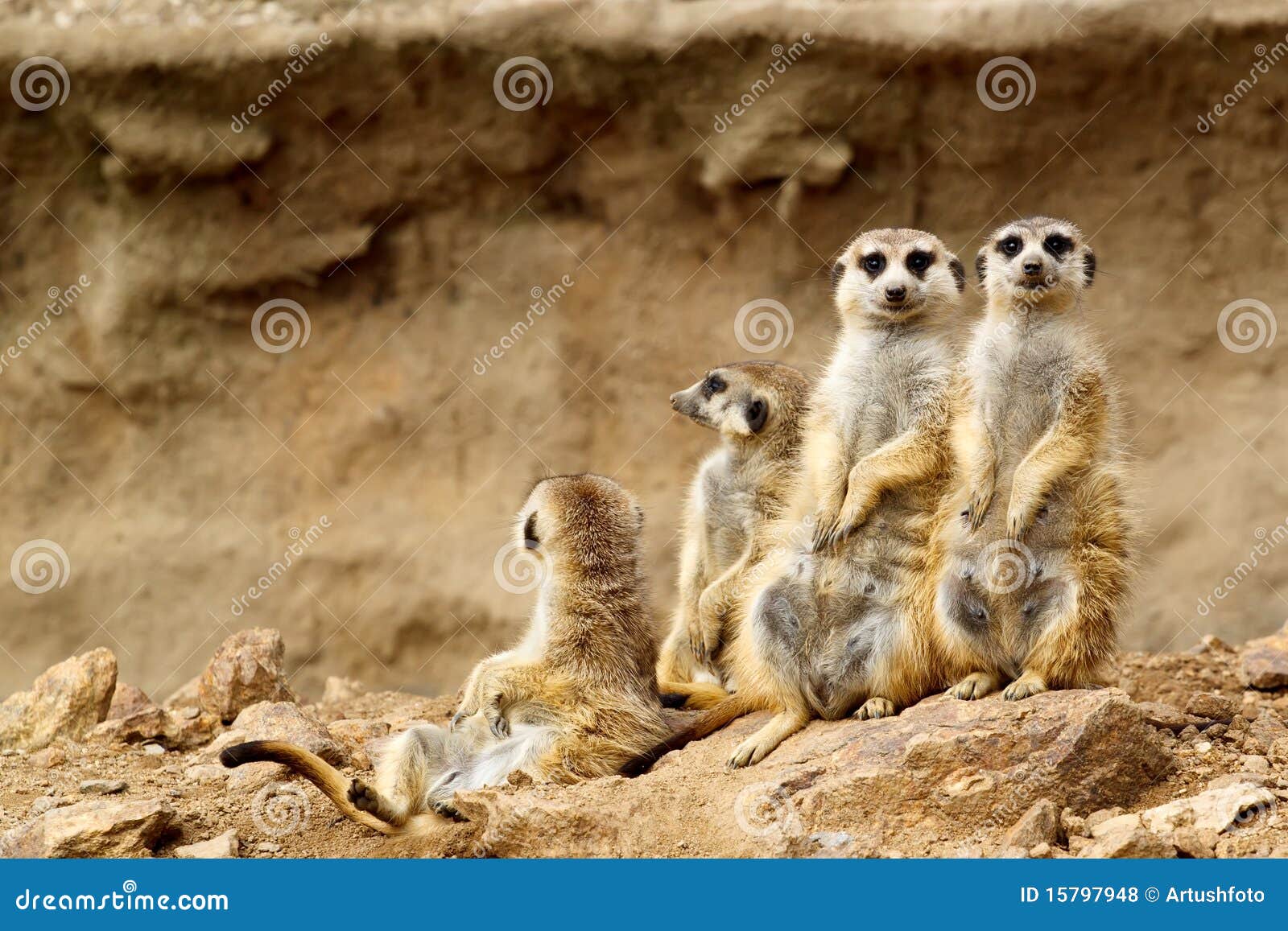 Suricata suricatta stock photo. Image of small, searching - 15797948