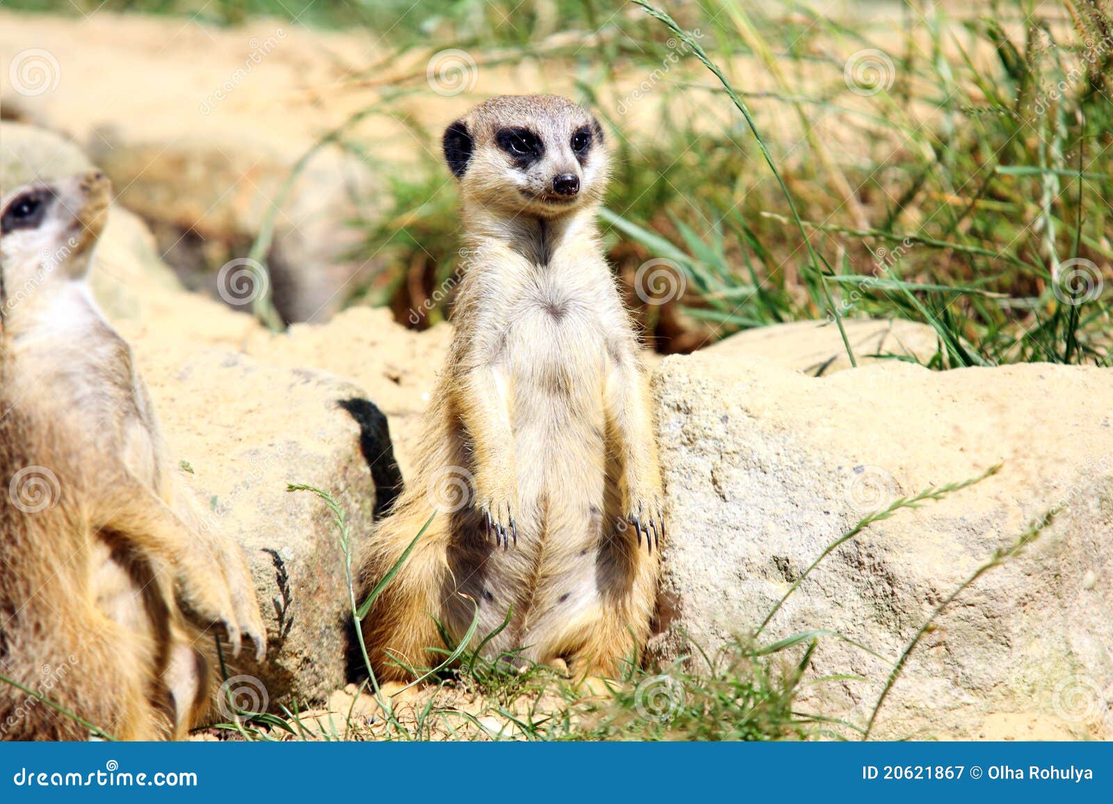 Suricata suricatta stock image. Image of look, attention - 20621867