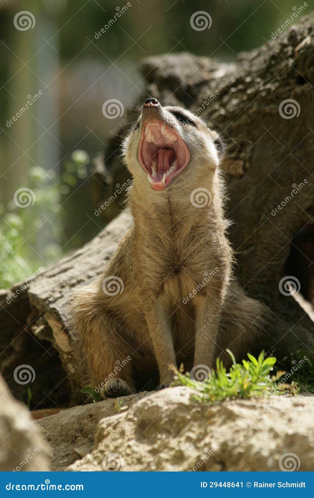 Suricata suricatta stock image. Image of coat, sitting - 29448641