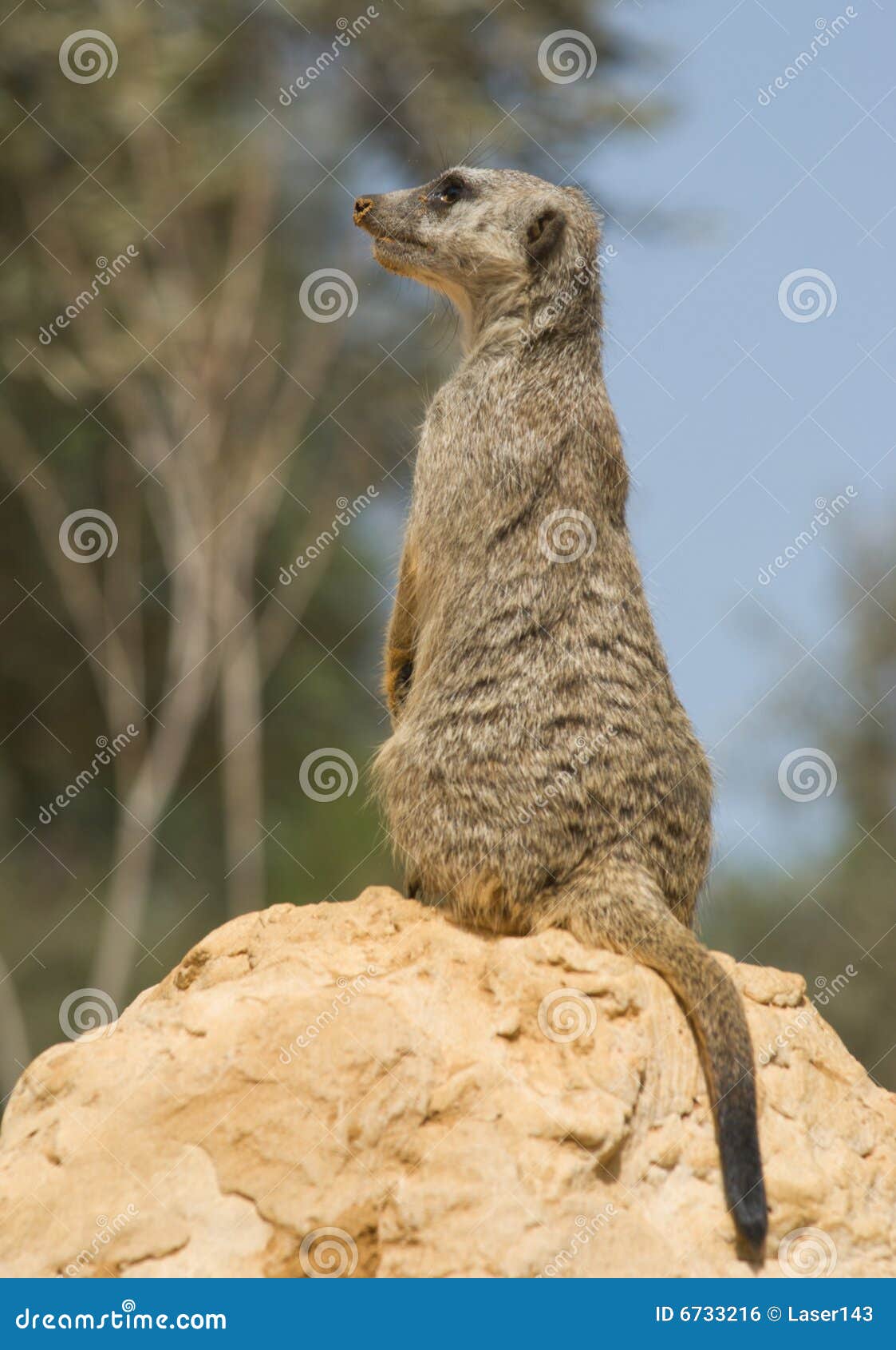 Suricata suricatta stock photo. Image of nature, brown - 6733216