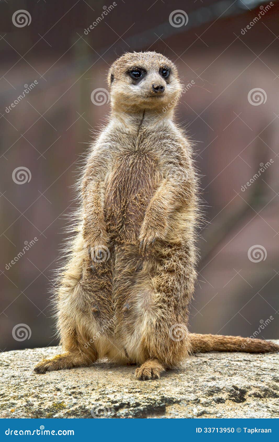 Suricata suricatta stock photo. Image of animals, biology - 33713950