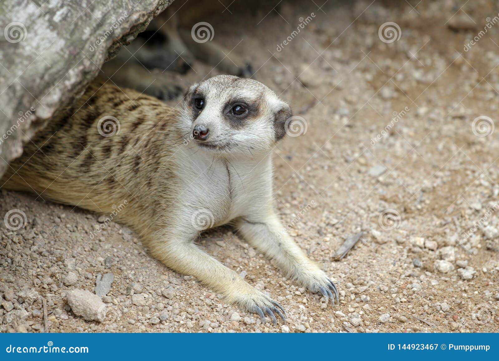 The Suricata Suricatta or Meerkat in Cave Stock Image - Image of nature ...
