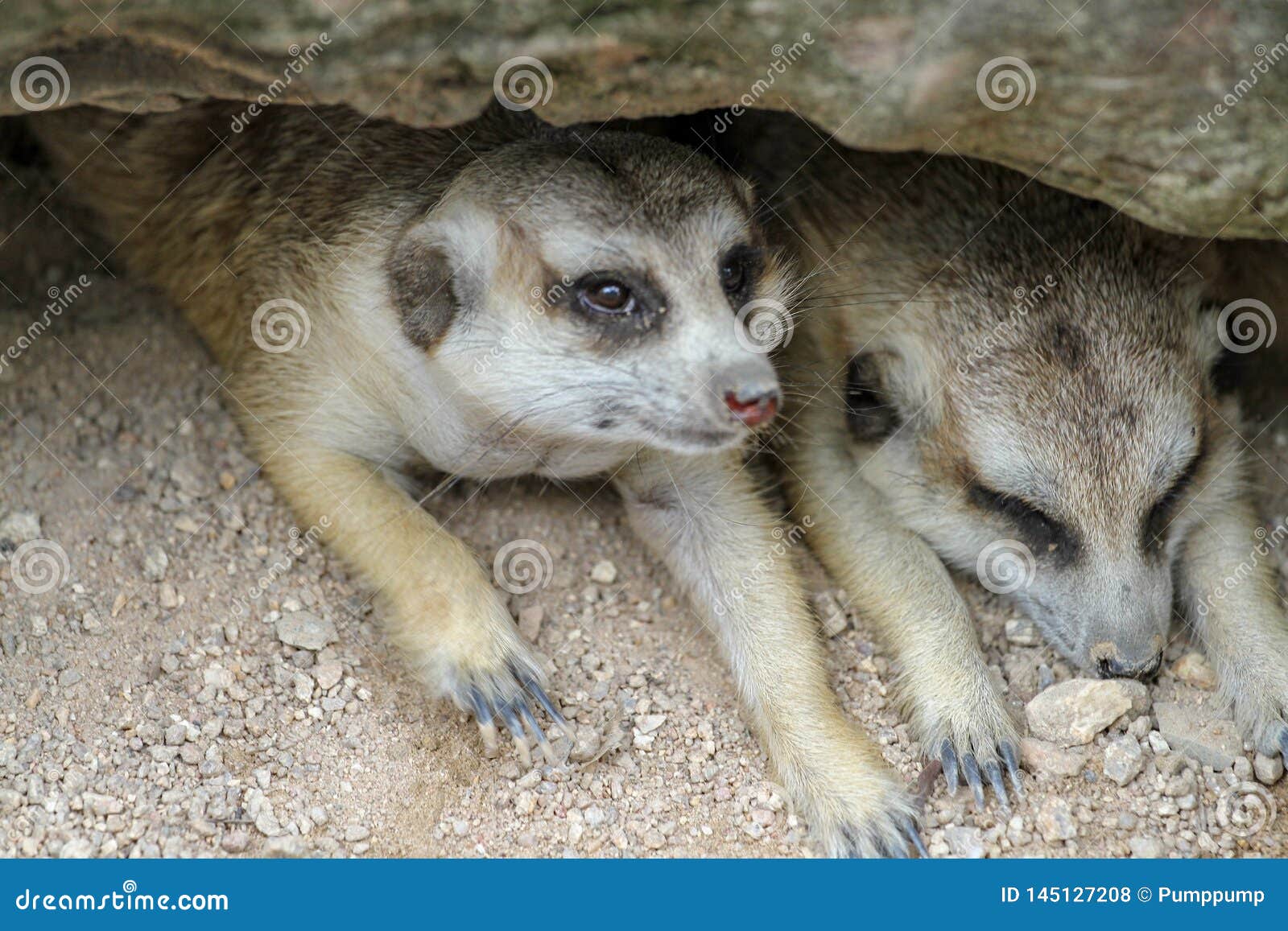 The Suricata Suricatta or Meerkat in Cave Stock Photo - Image of frame ...