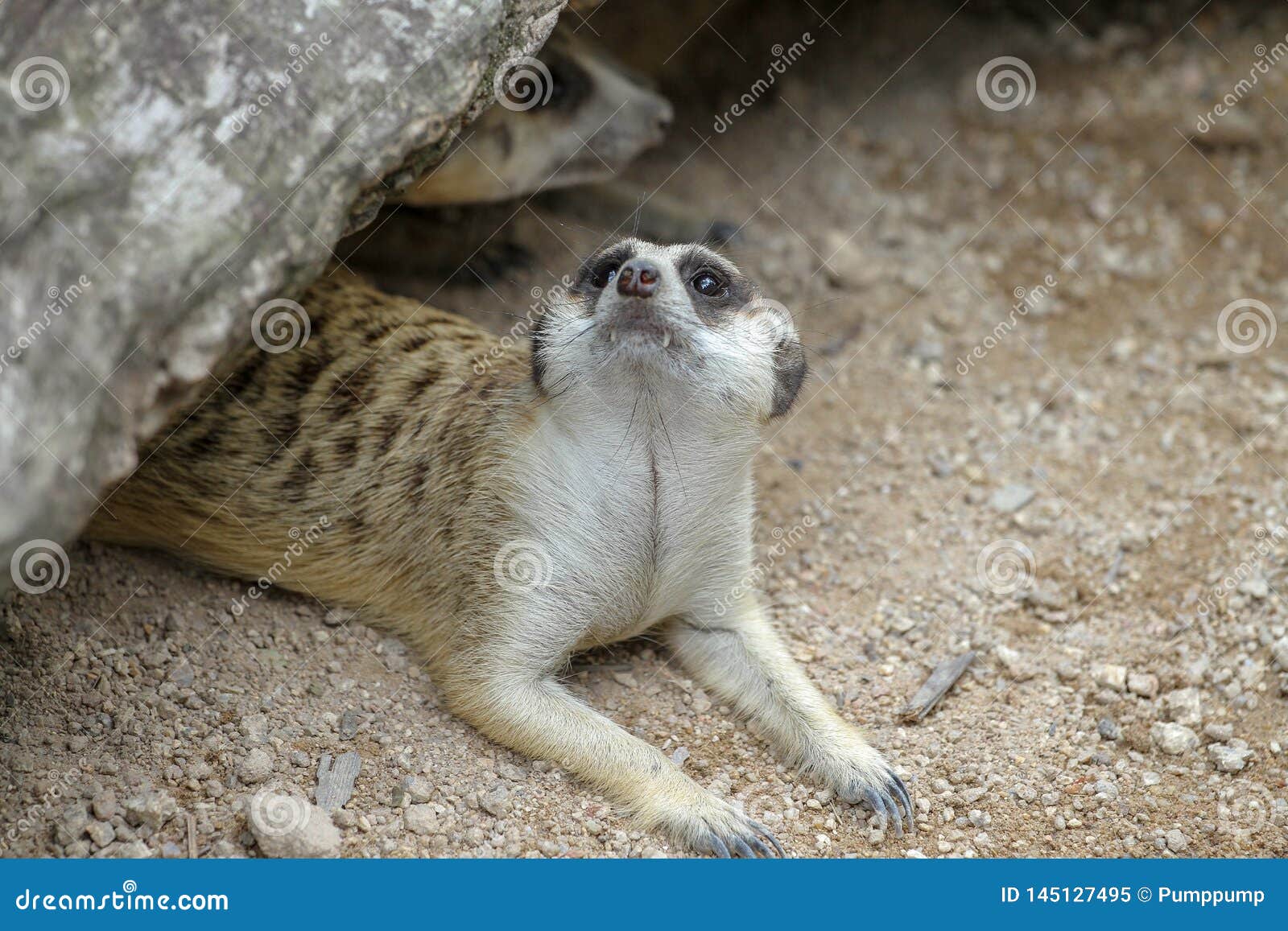 The Suricata Suricatta or Meerkat in Cave Stock Image - Image of animal ...