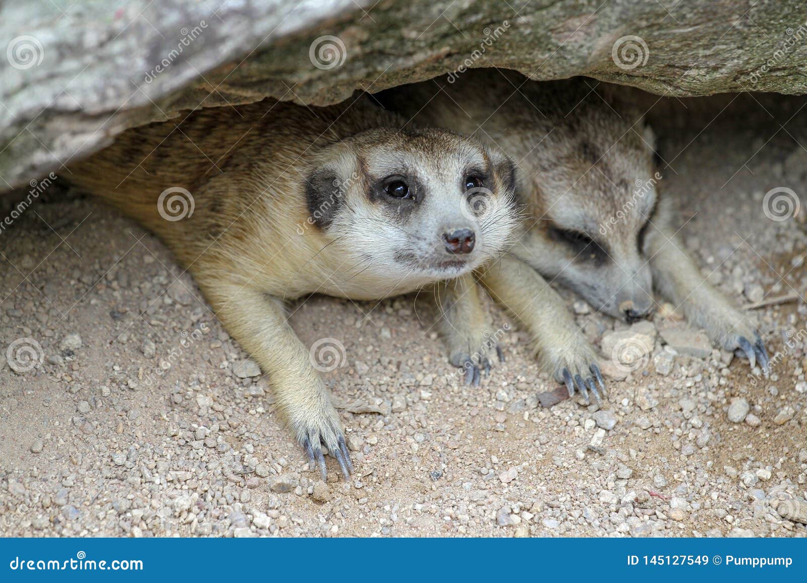 The Suricata Suricatta or Meerkat in Cave Stock Image - Image of ...