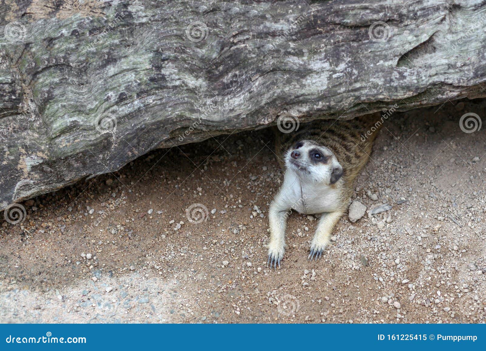 The Suricata Suricatta or Meerkat in Cave Stock Image - Image of ...