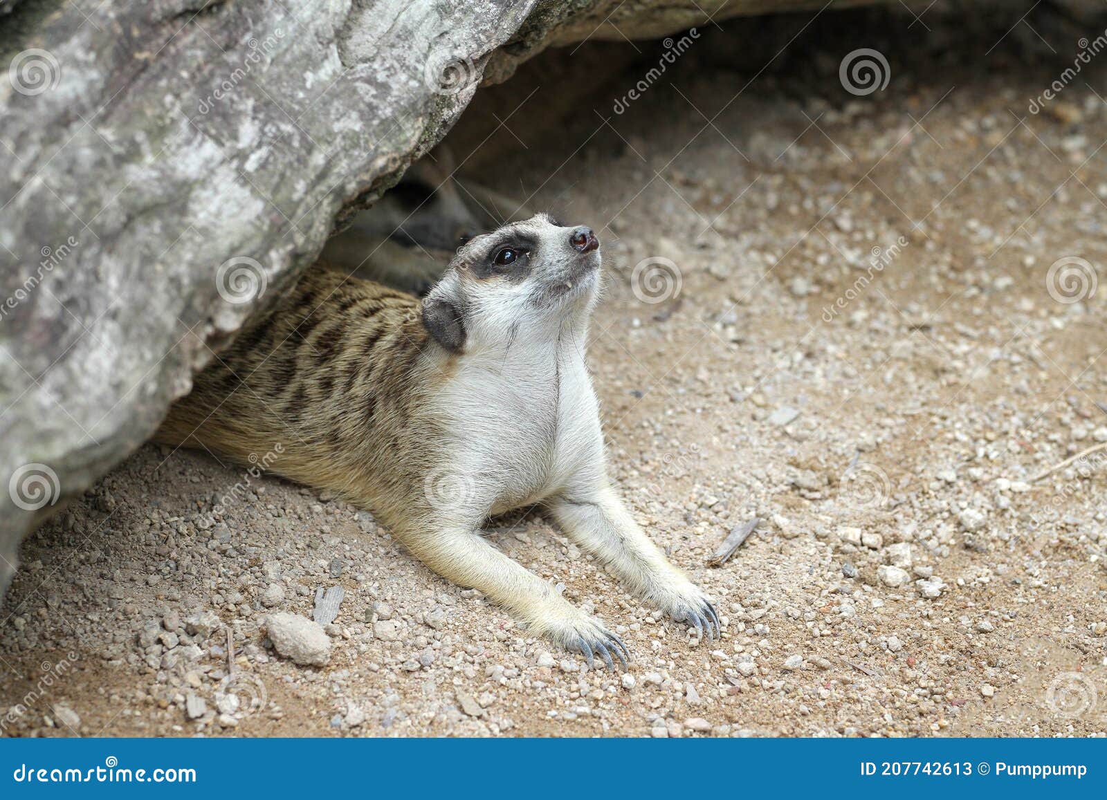 The Suricata Suricatta or Meerkat in Cave Stock Image - Image of ...