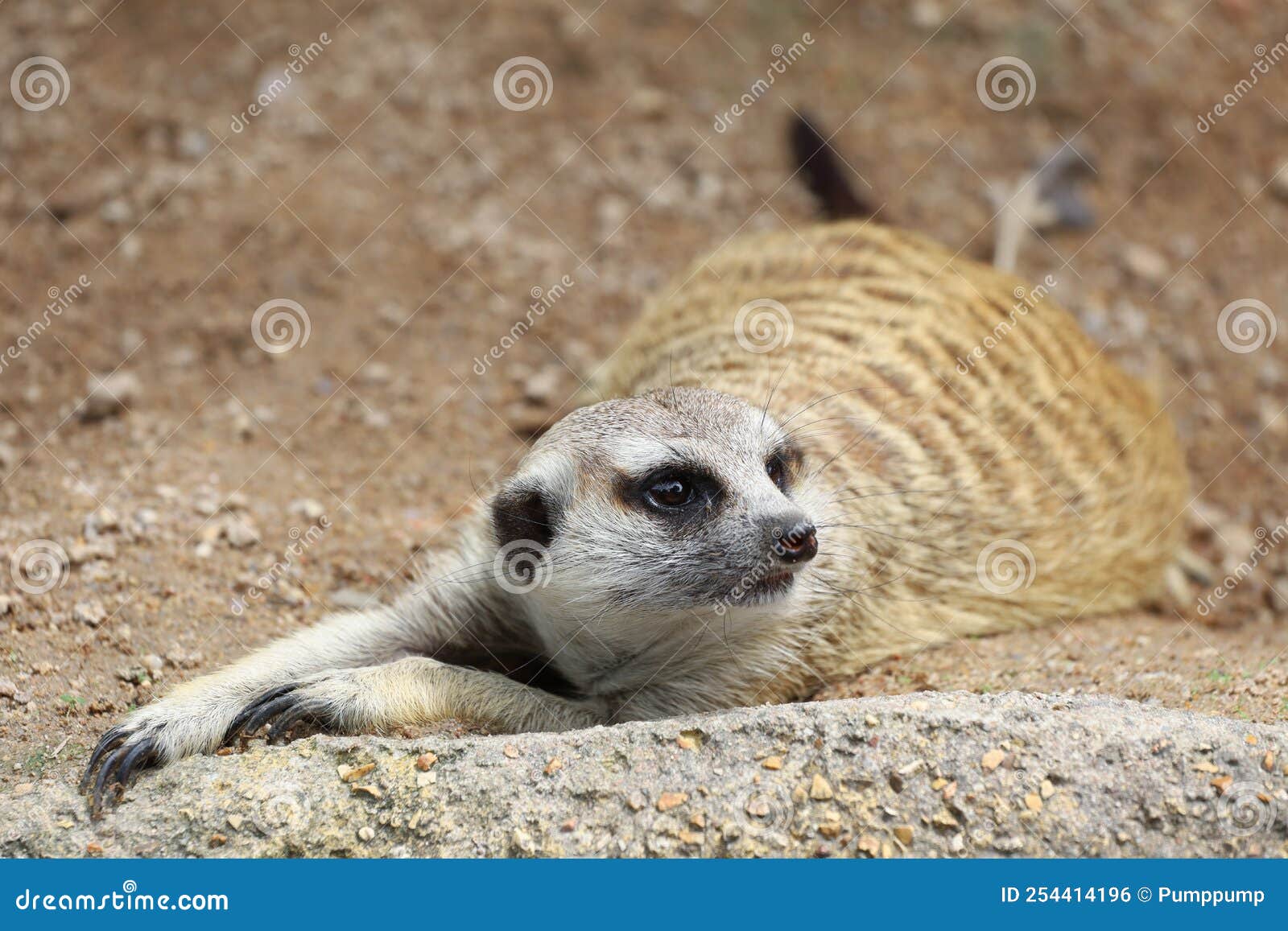 The Suricata Suricatta or Meerkat is Sit Down and Rest on Sand Floor ...