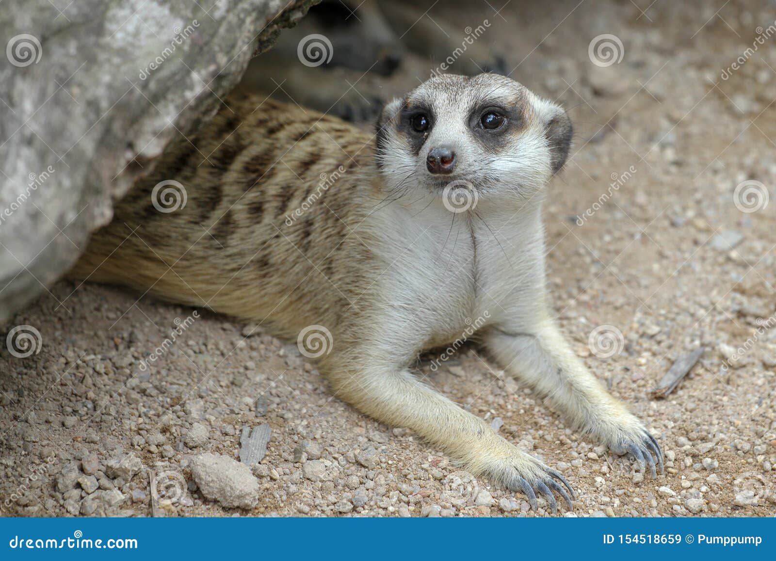 The Suricata Suricatta or Meerkat Sleep in Cave Stock Image - Image of ...