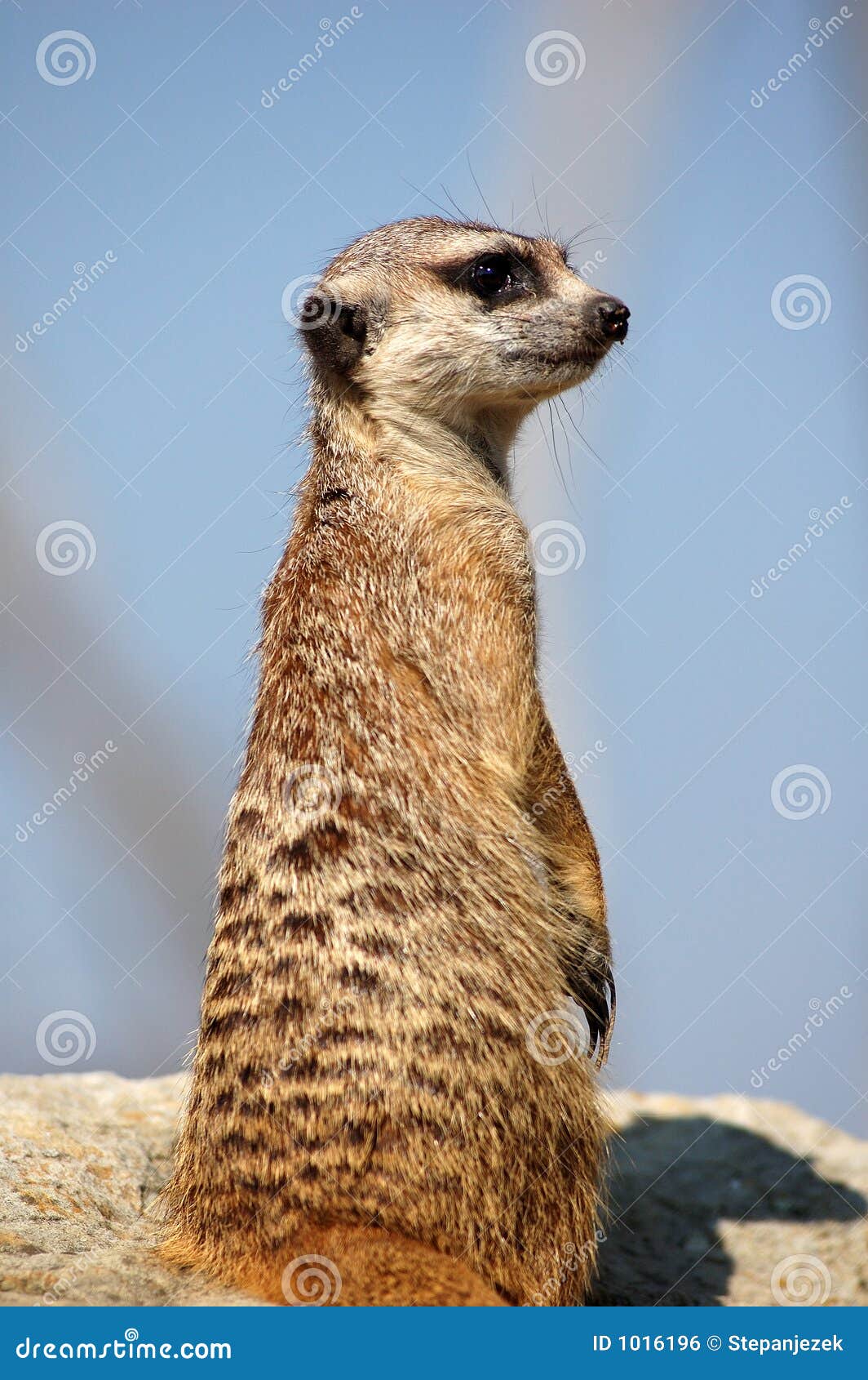 Suricate stock photo. Image of suricate, standing, mammal - 1016196