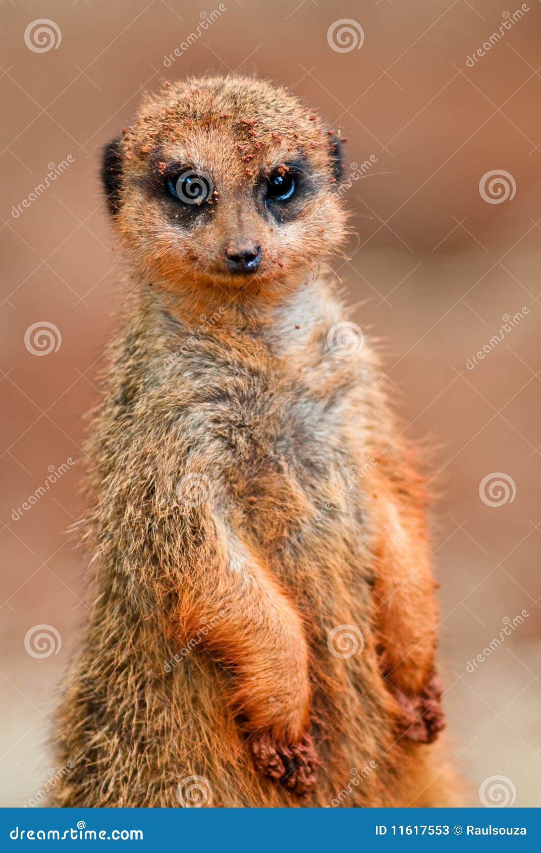 Suricate stock image. Image of nature, cute, face, desert - 11617553