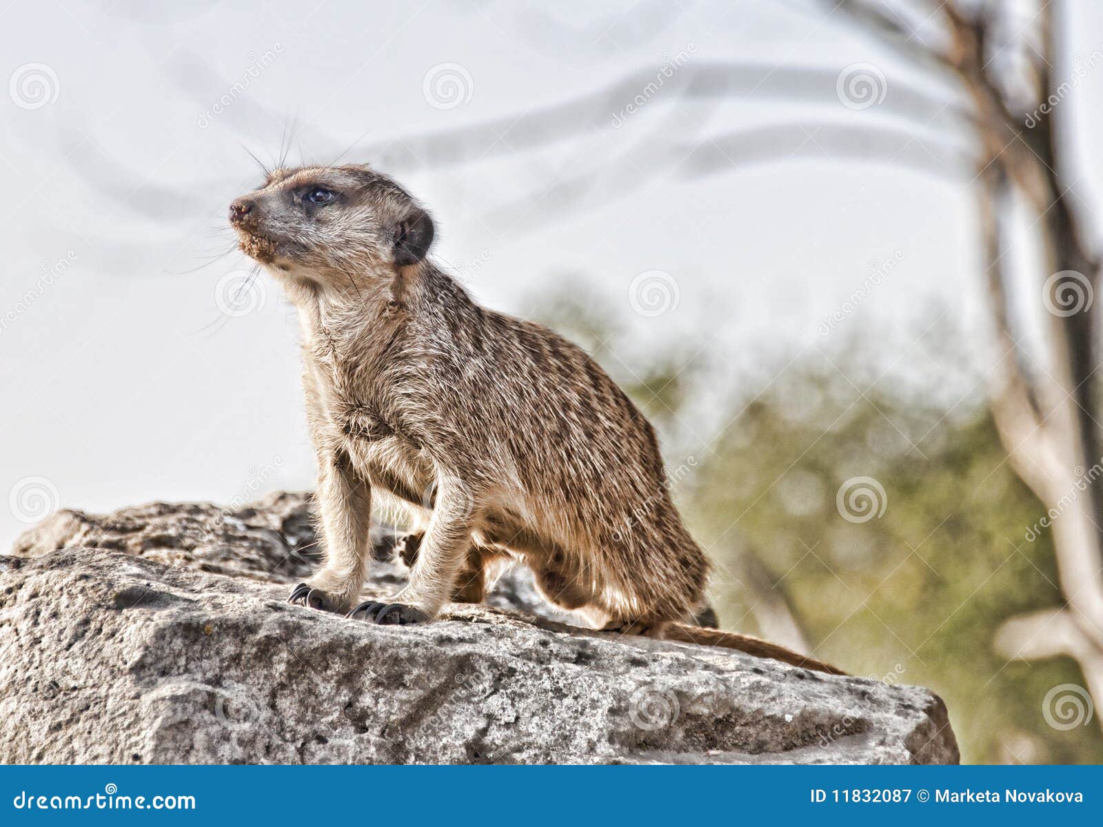 Suricate stock image. Image of suricate, animal, african - 11832087