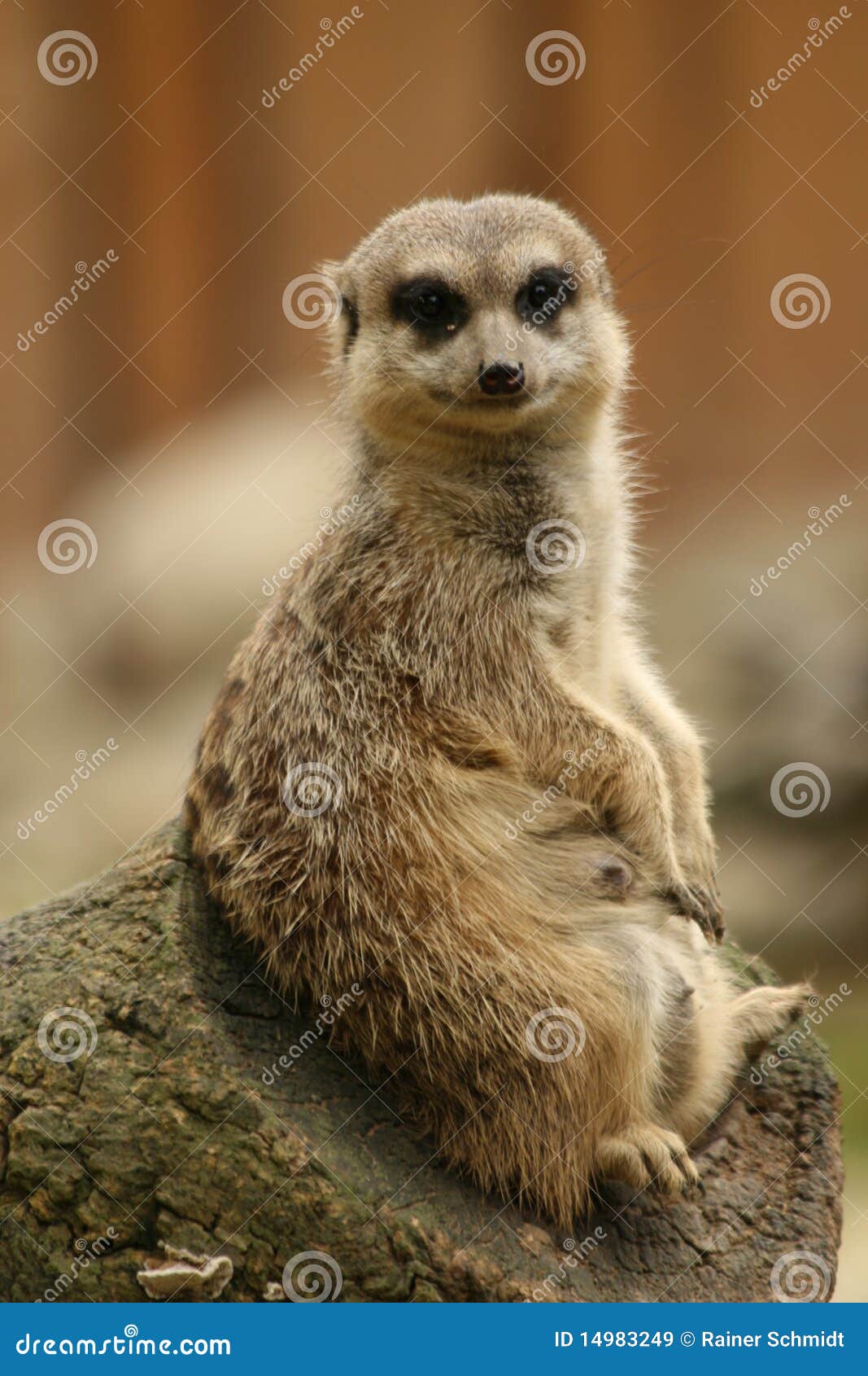 Suricate stock image. Image of chary, eyed, suricata - 14983249