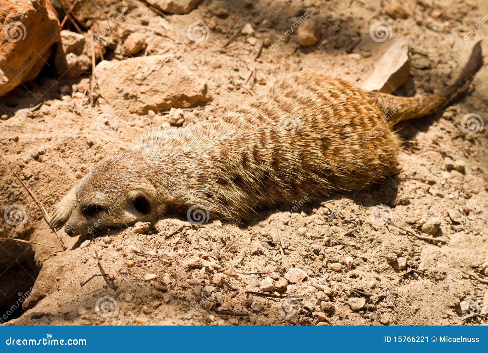 Suricate stock image. Image of furry, wildlife, adapted - 15766221