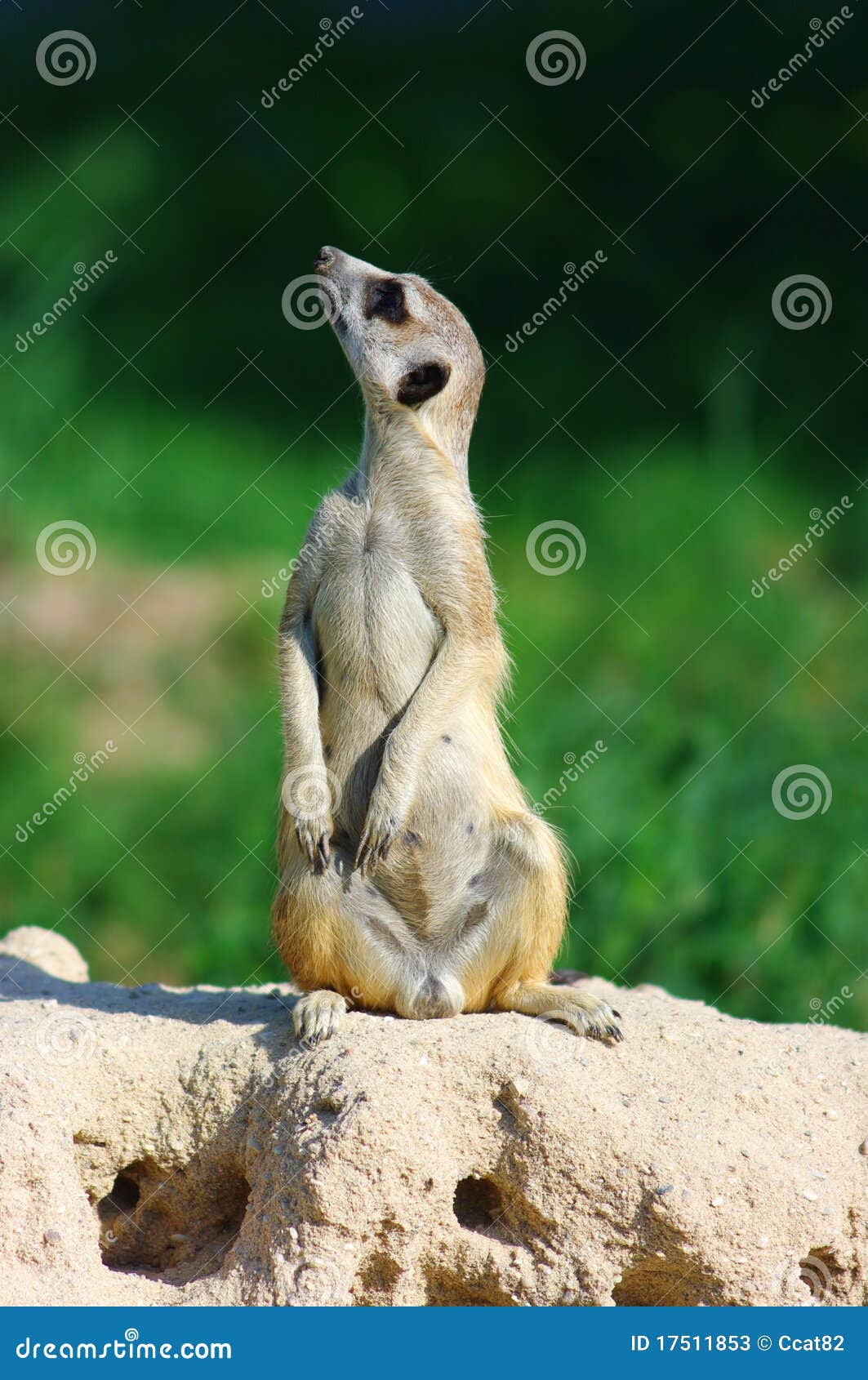 Suricate stock image. Image of africa, adelaide, look - 17511853
