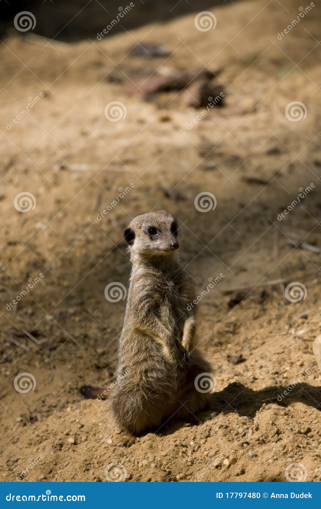 Suricate stock photo. Image of bred, brown, mammal, wild - 17797480