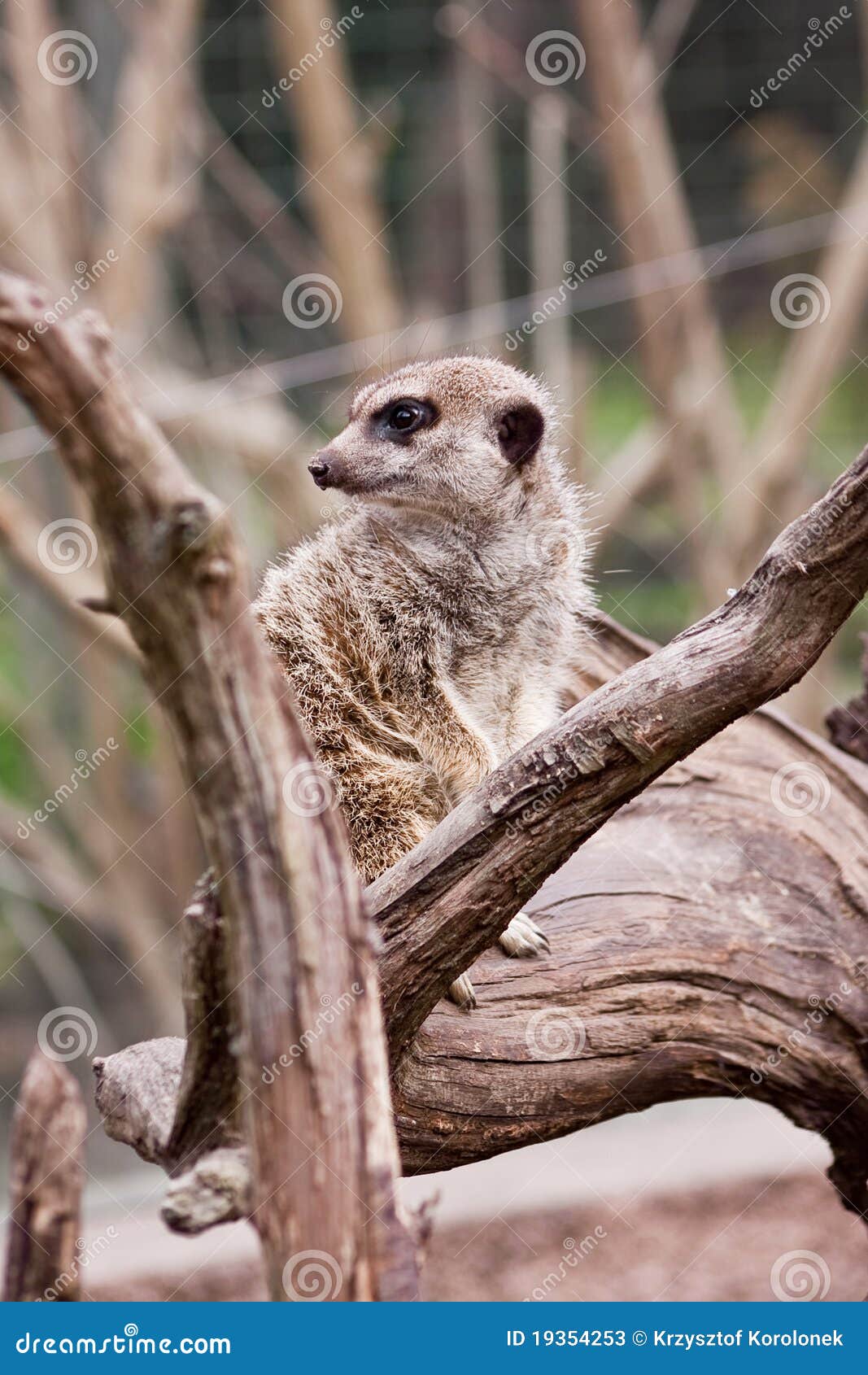 Suricate image stock. Image du allemand, mignon, clous - 19354253