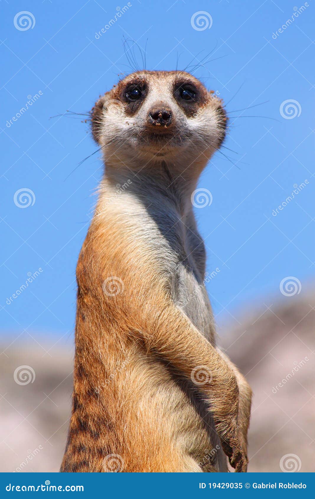 Suricate image stock. Image of fourrure, nature, kalahari - 19429035