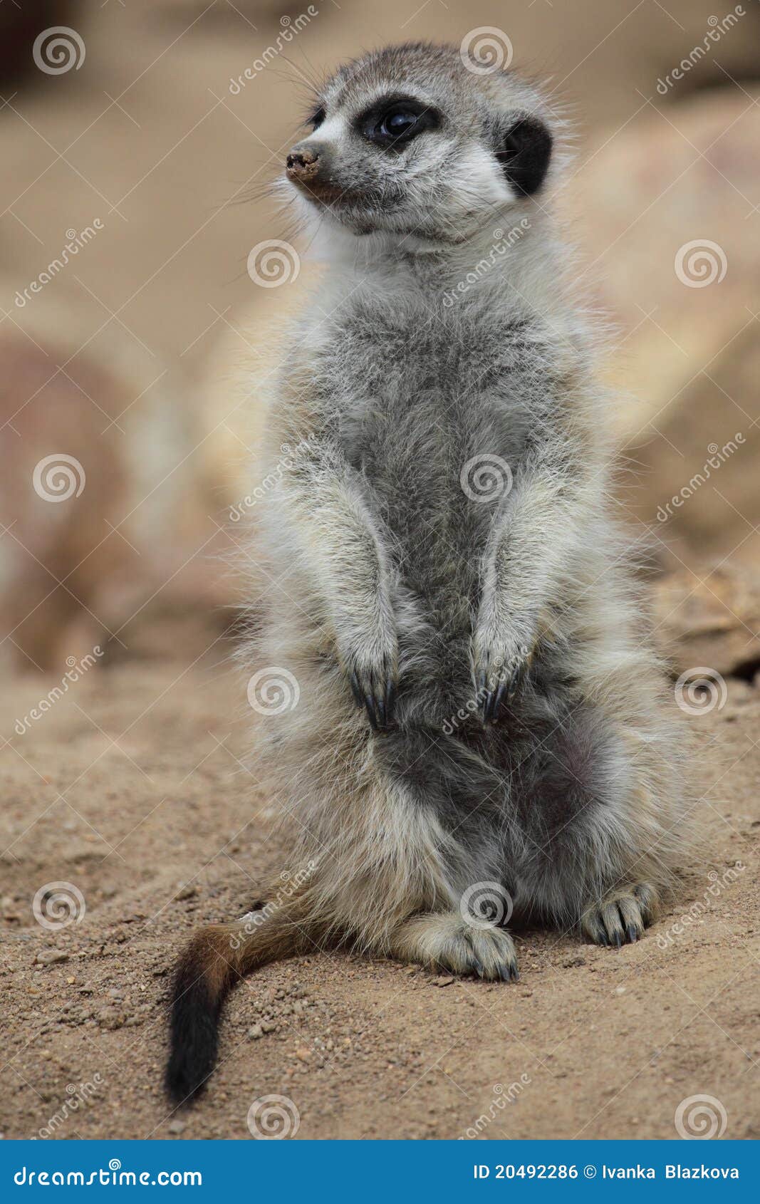 Suricate stock photo. Image of looking, angel, meerkat - 20492286