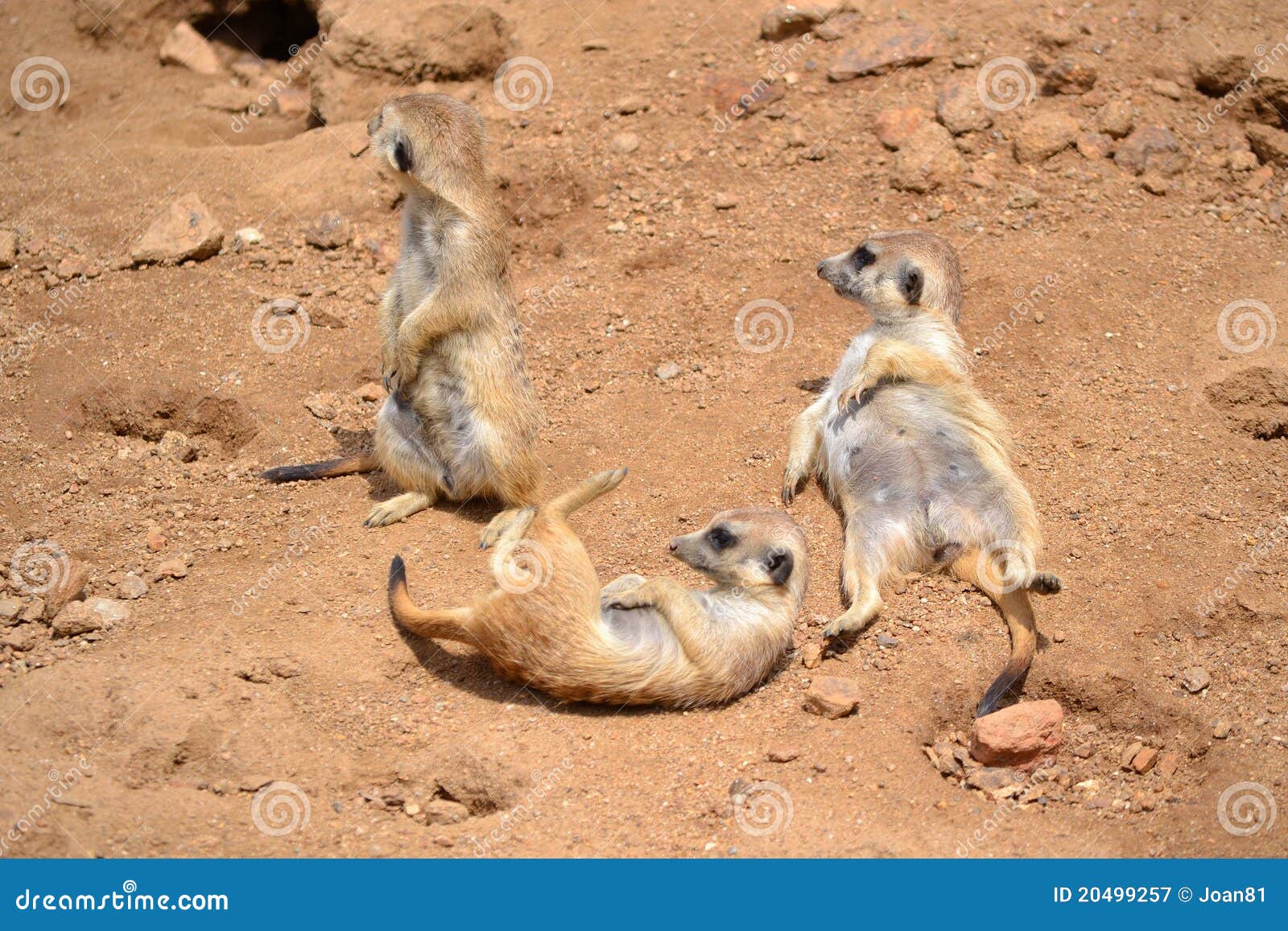 Suricate stock image. Image of belly, suricate, snout - 20499257