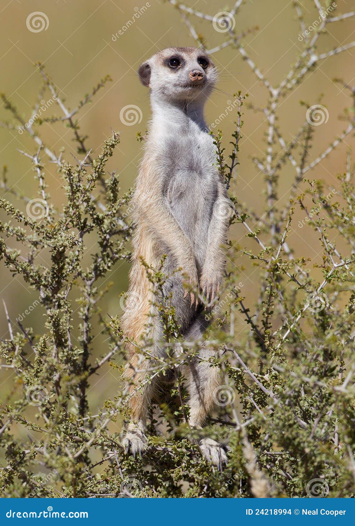 Suricate stock photo. Image of suricata, social, meerkat - 24218994