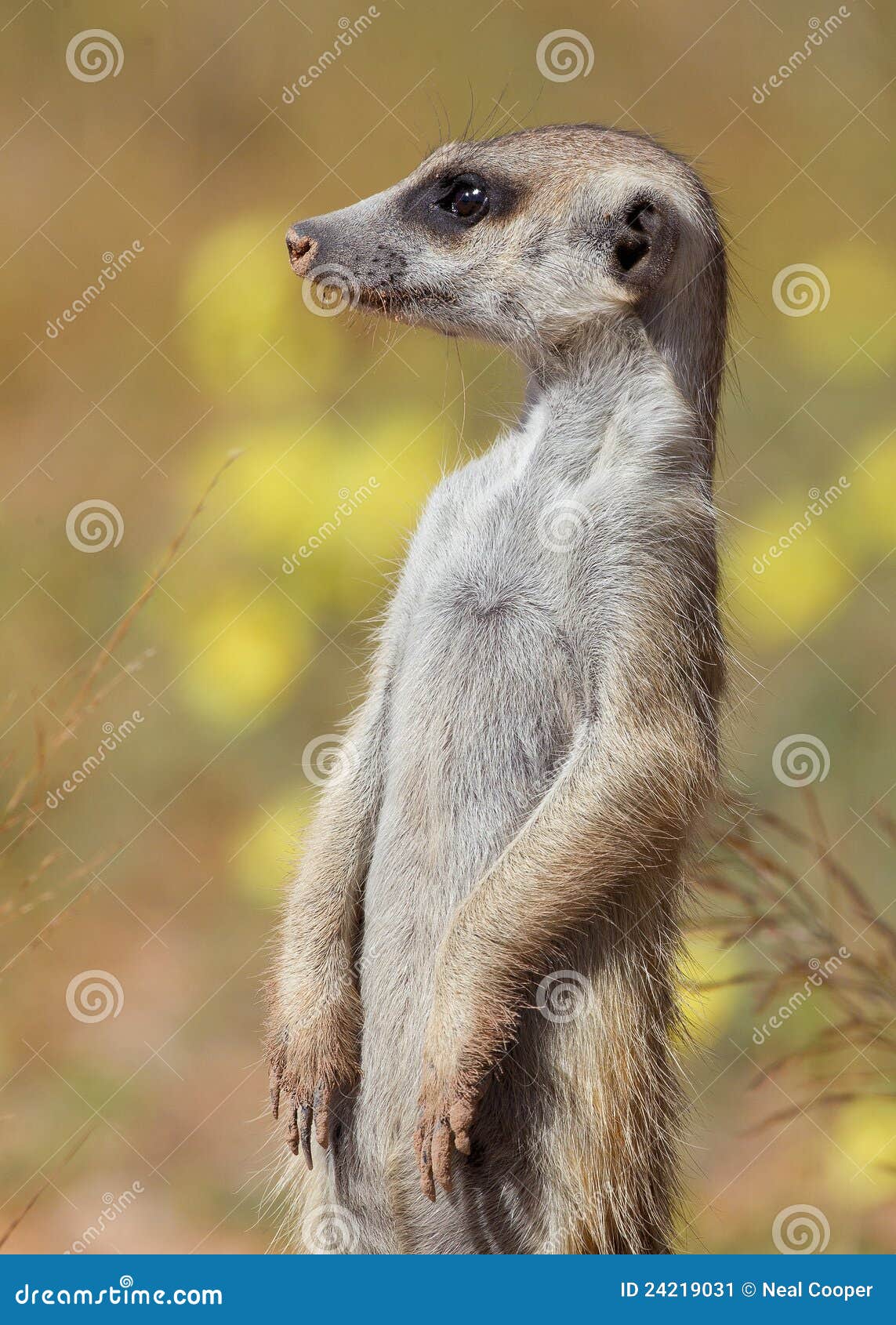 Suricate stock image. Image of suricate, animal, african - 24219031