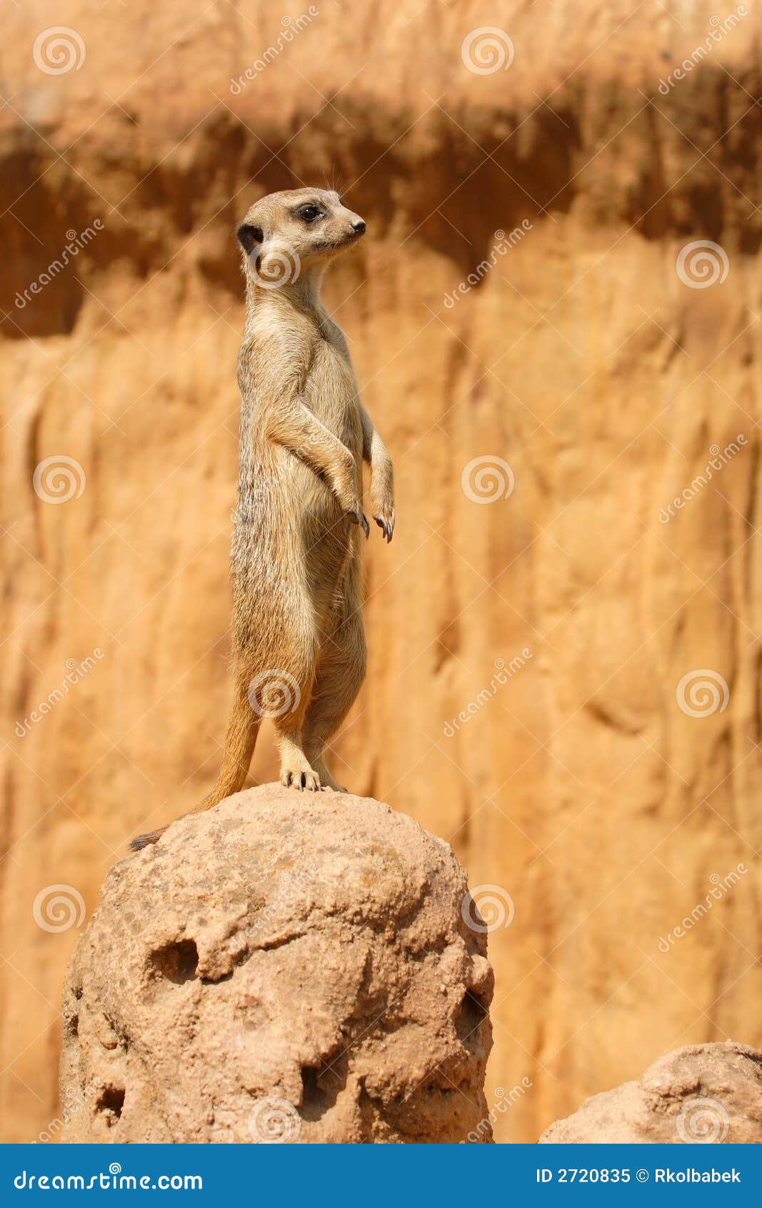 Suricate stock image. Image of eyes, mouth, suricate, animal - 2720835