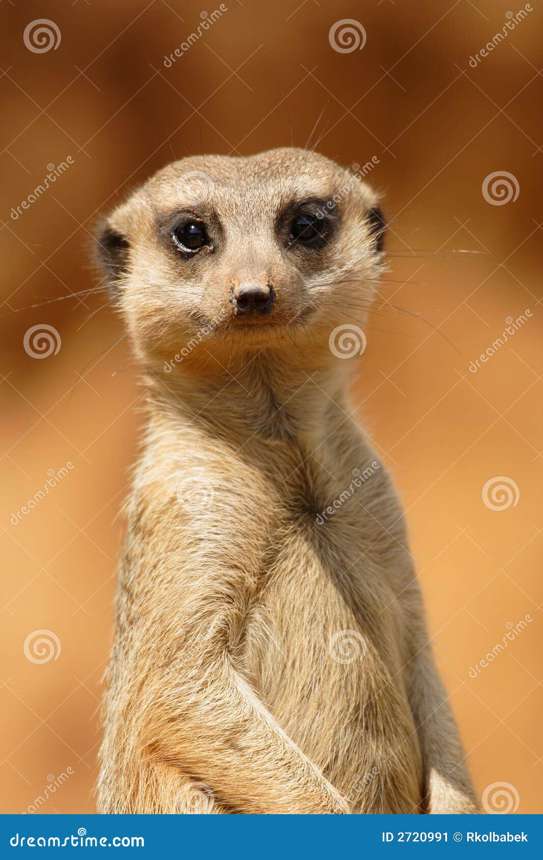 Suricate stock image. Image of adapted, portrait, mouth - 2720991