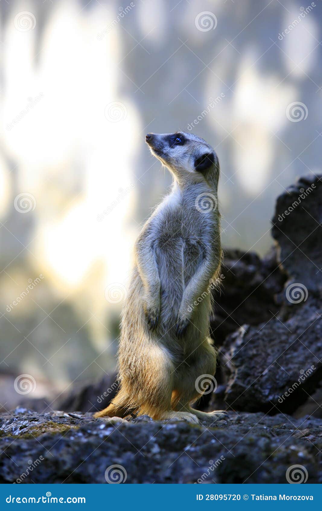 Suricate stock photo. Image of suricata, nature, creature - 28095720