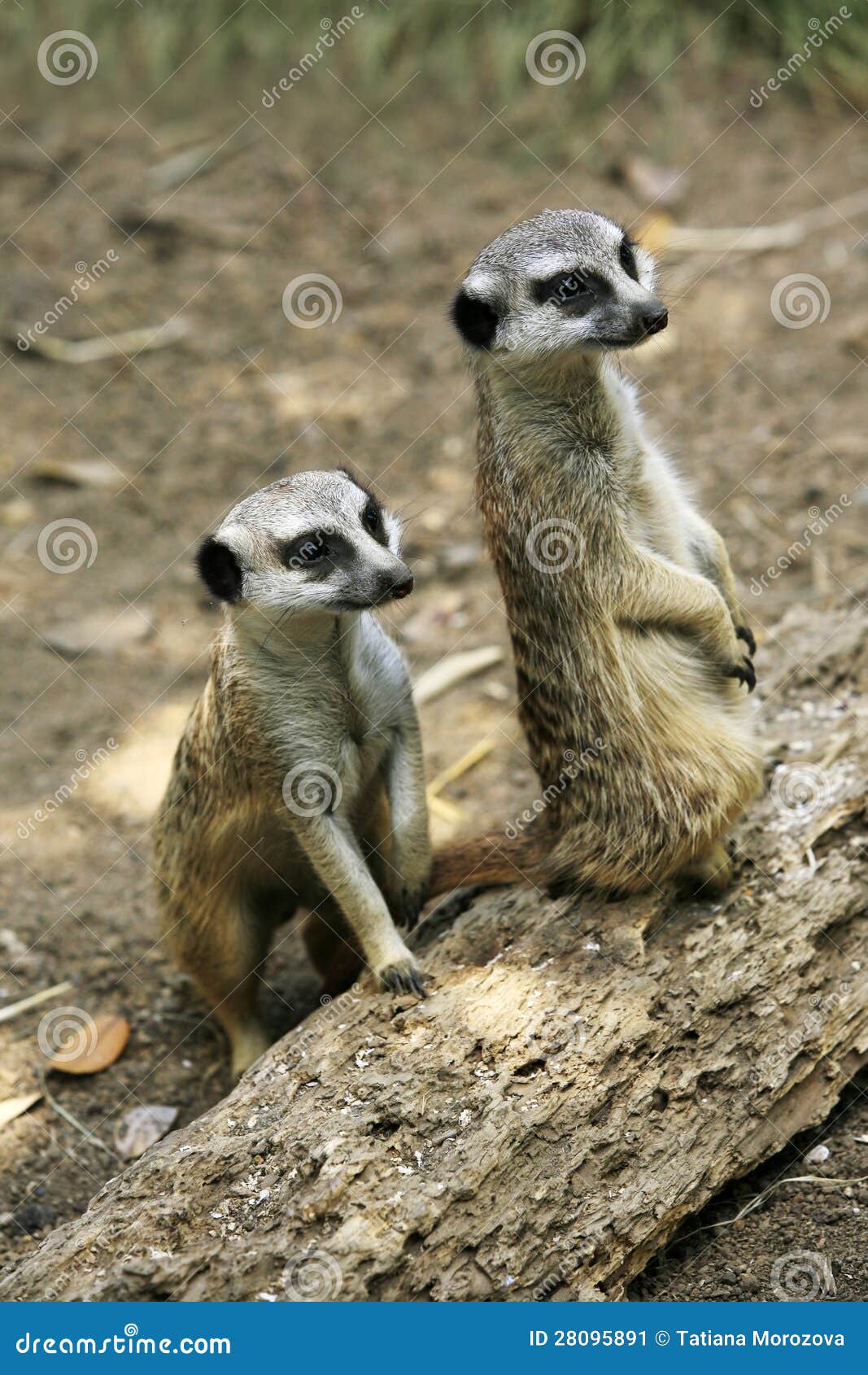 Suricate stock image. Image of desert, mammal, africa - 28095891