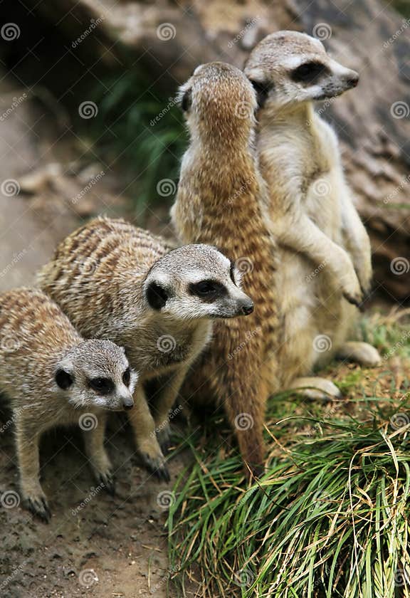 Suricate stock image. Image of eyes, hair, desert, guard - 28095959