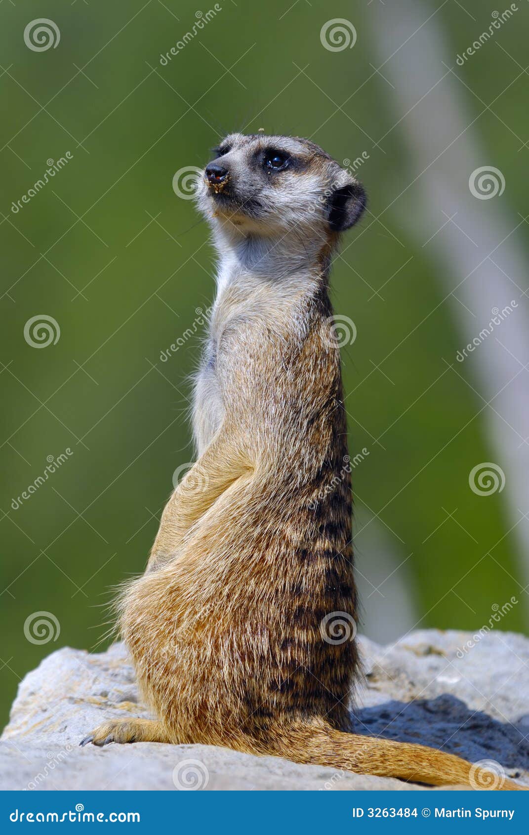 Suricate stock photo. Image of stand, meerkat, african - 3263484